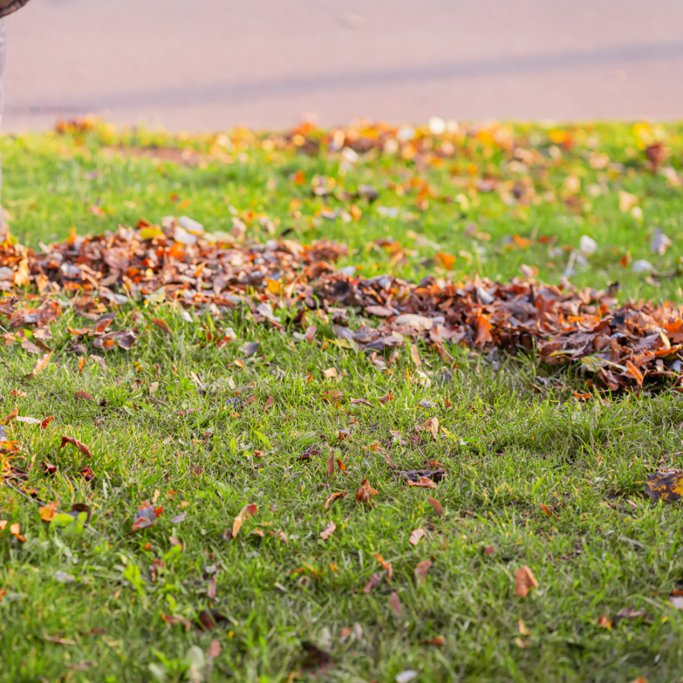 Leaf Removal In Batavia, OH